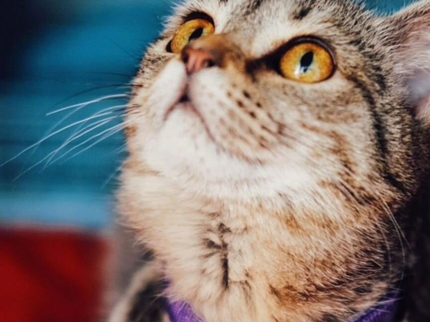Котенок Рыся, 4 мес