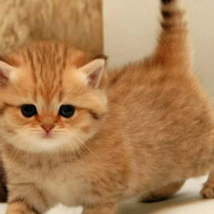 Золотые мальчишки