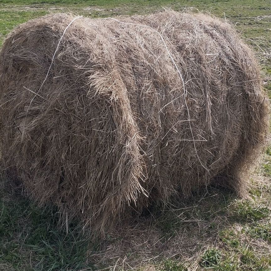 Продам сено в рулонах