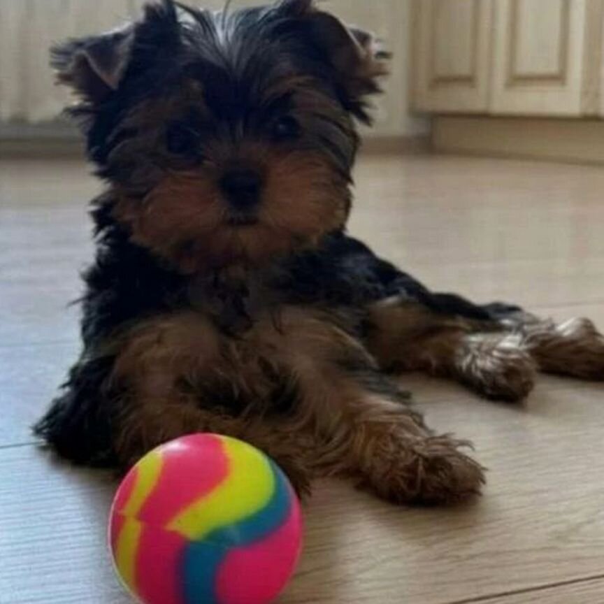 Йоркширский терьер, щенок