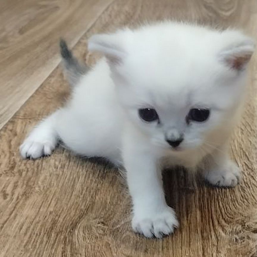 Британские котята