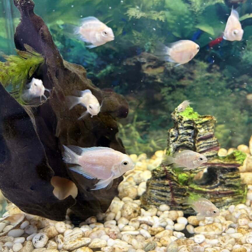 Рыбка попугай платиновый мальки