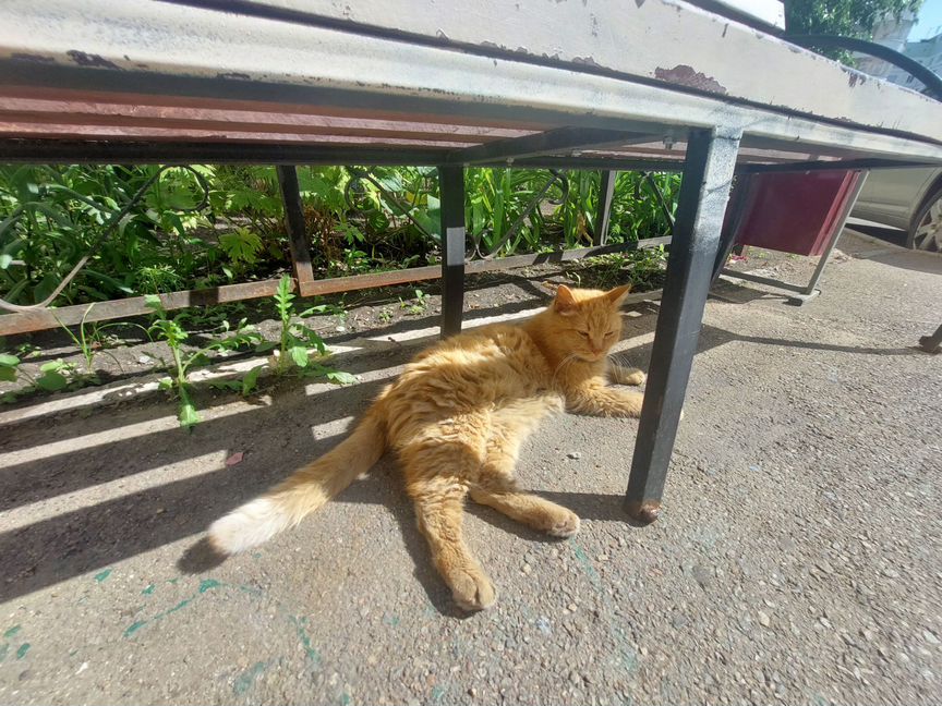 Рыжий котик