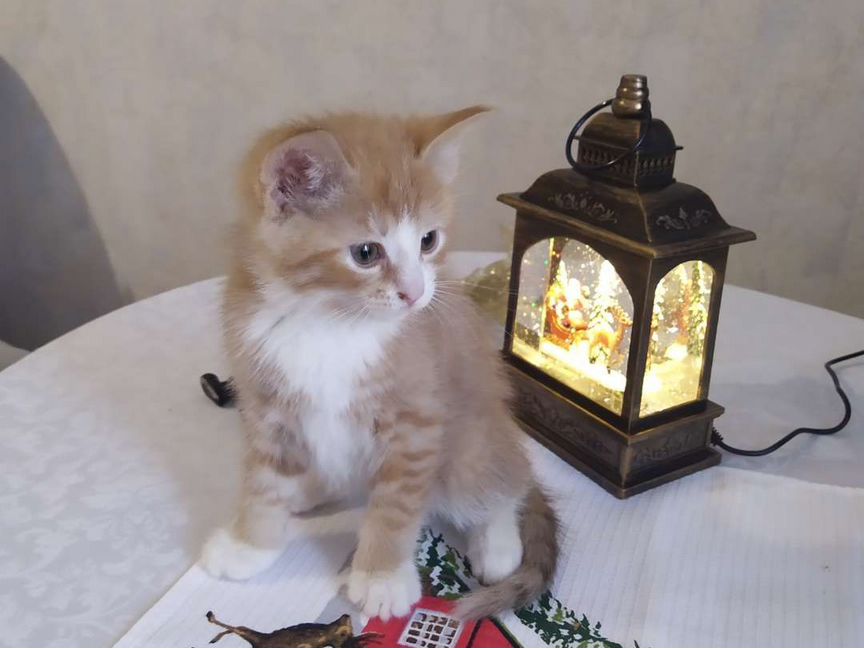 Котята
