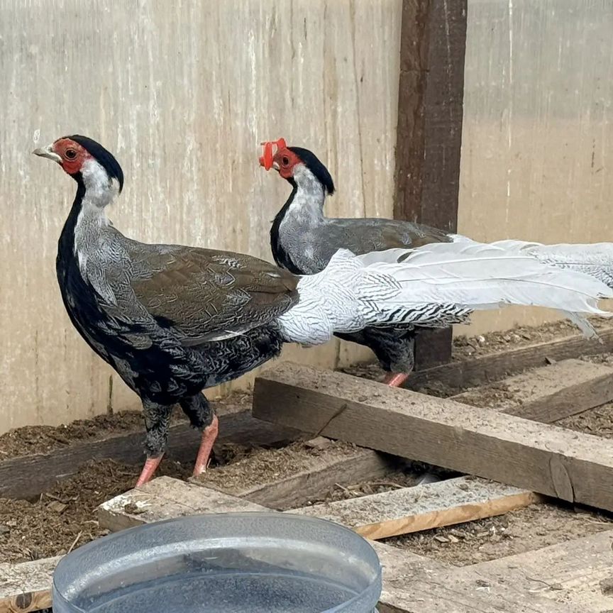 Серебряный Фазан