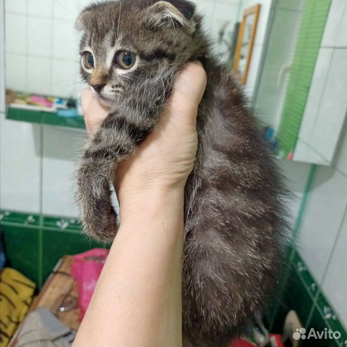 Котенок и кошка, вислоухие, бесплатно