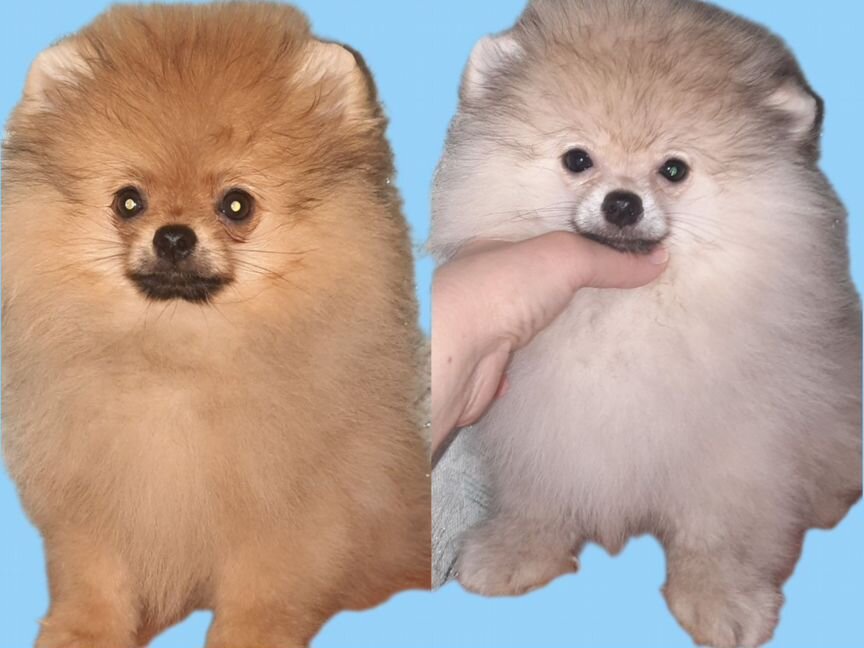 Щенки шпица