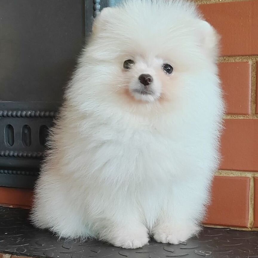 Померанский шпиц, щенок