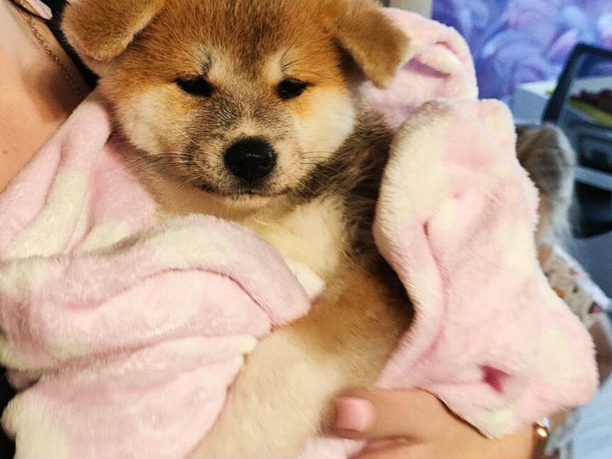 Собака акита ину щенки