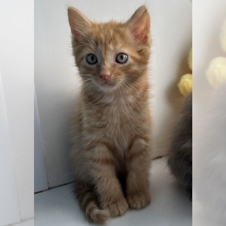 Котёнок в добрые руки