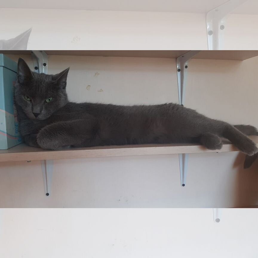 Котик Конор в добрые руки