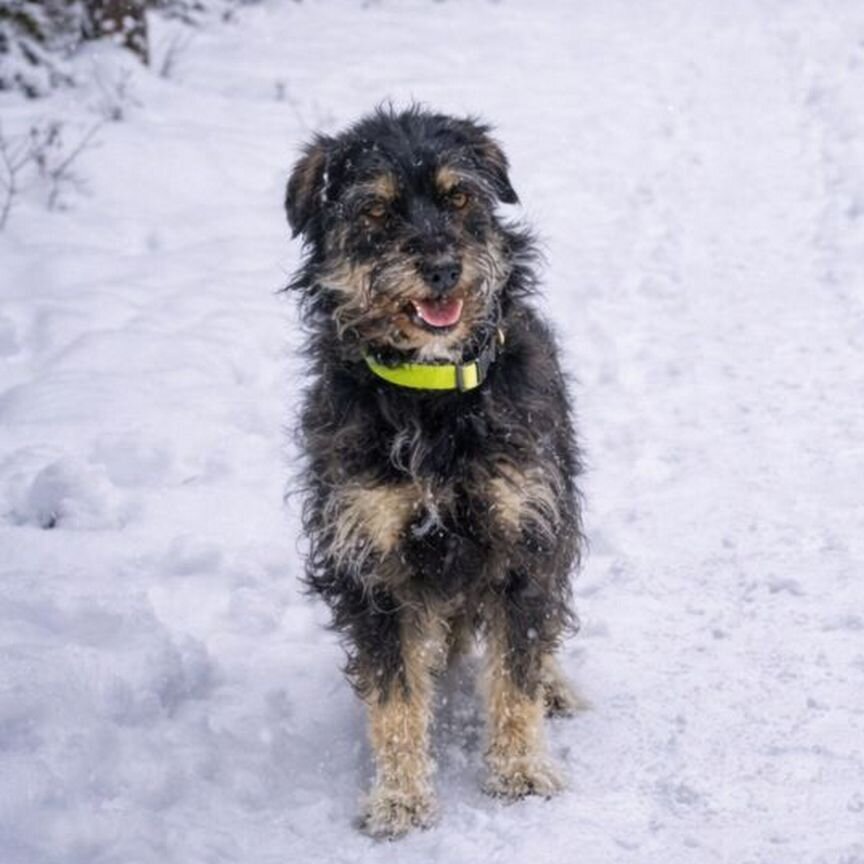 Взрослая собака в добрые руки