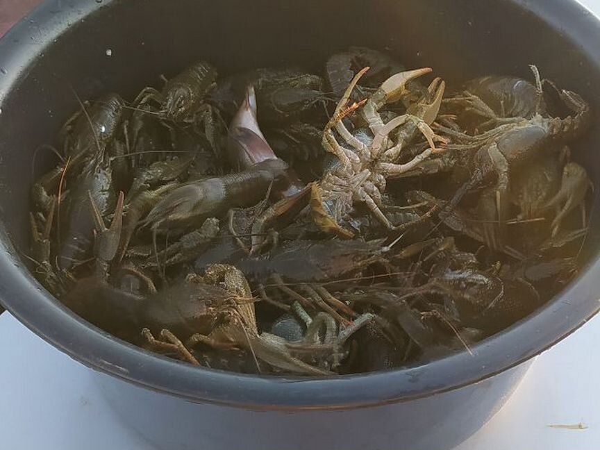 Продам живые раки