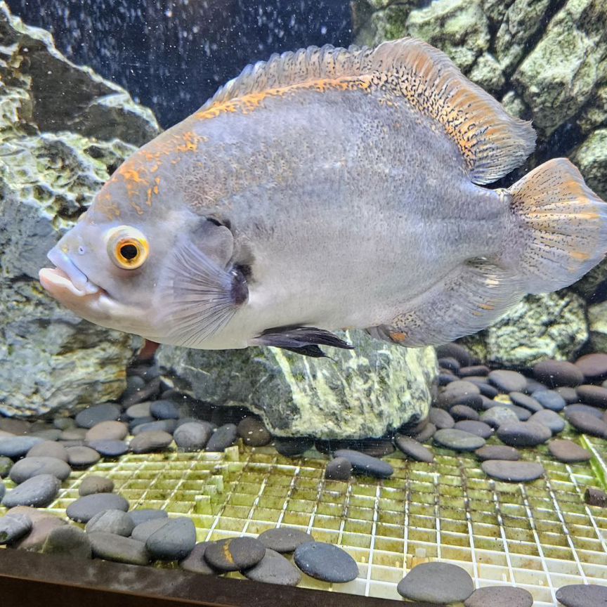 Рыба аквариумная Астронотус