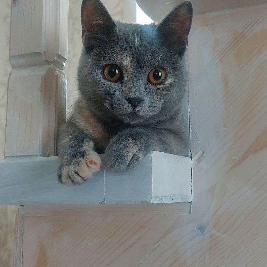 Кошечка в добрые руки