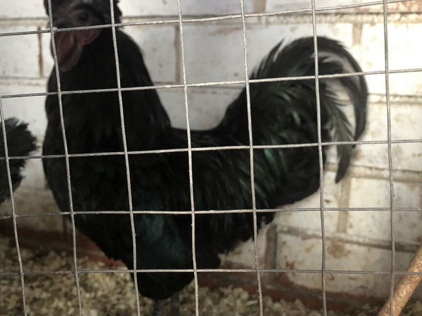 Петух ухейилюй