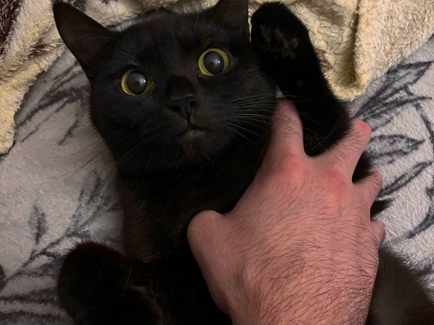 Бомбейская Кошка