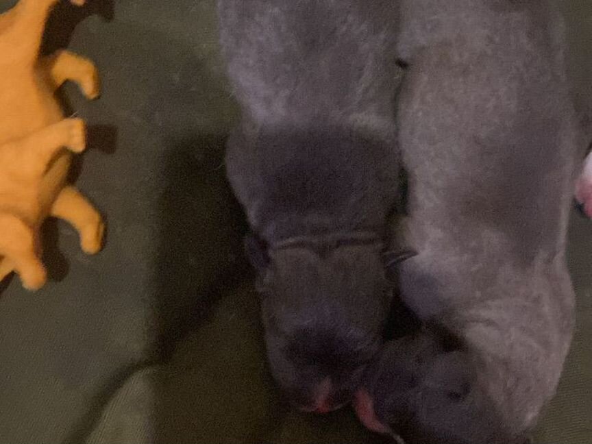 Стафтерьер щенок