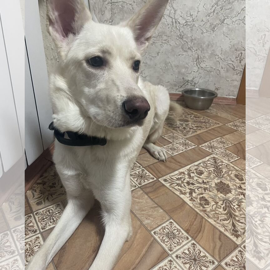 Каи, взрослая собака