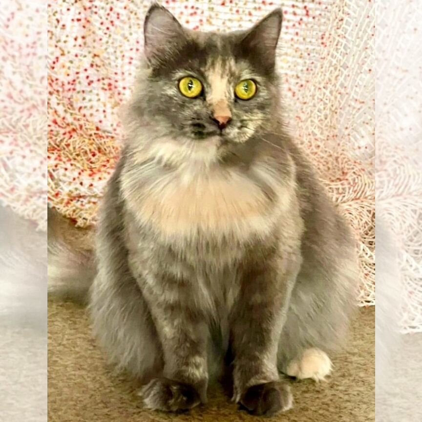 Ласковая и нежная кошечка