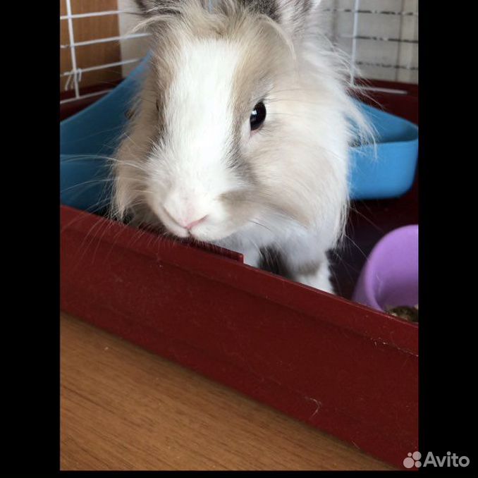 Декоративный кролик(девочка 6 месяцев)