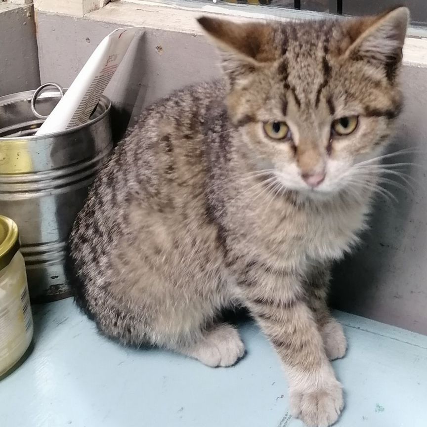 Котёнок в добрые руки