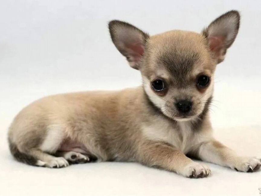 Щенок чихуахуа