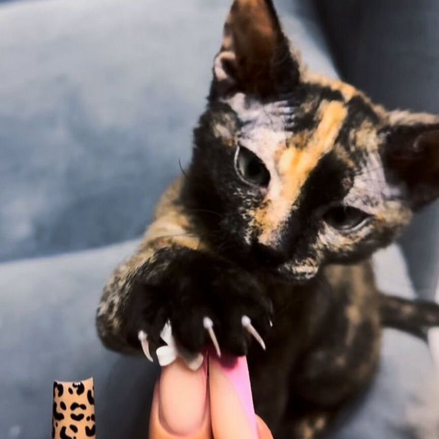 Сфинкс девочка котенок