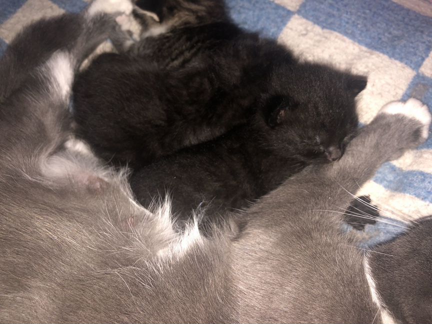 Котята в добрые руки