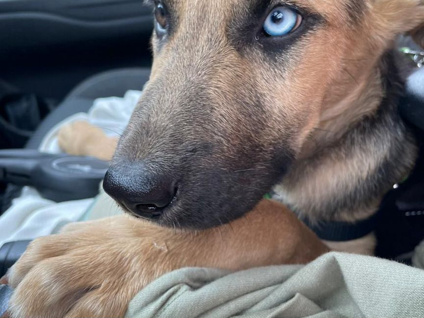 Найден щенок, назвали Нора, в добрые руки