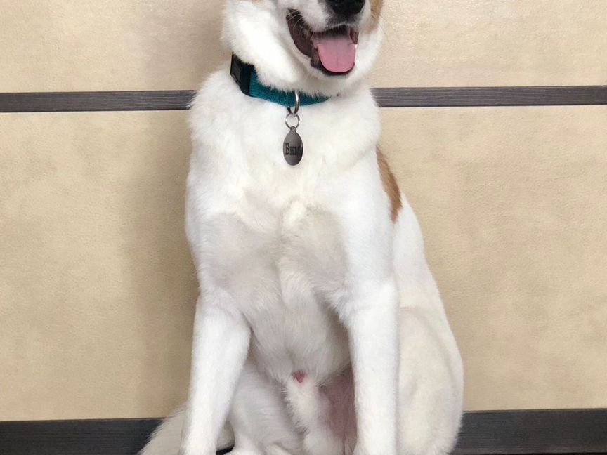 Собака в добрые руки отдам бесплатно