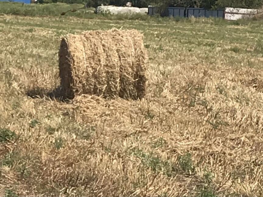 Солома в тюках и зерно ячмень пшеница