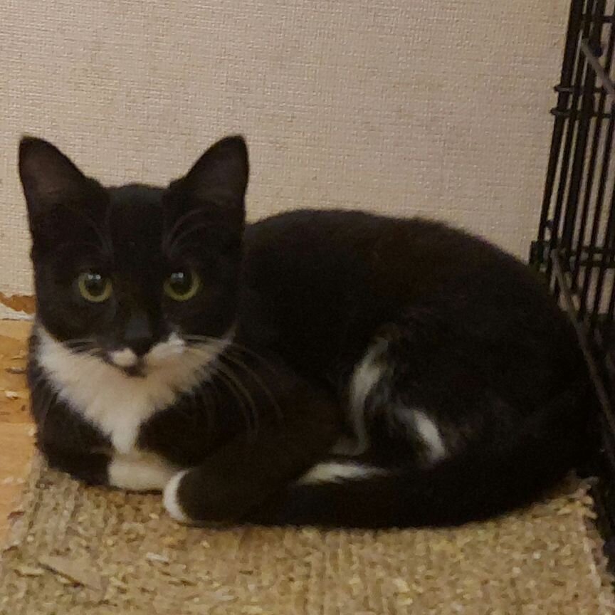 Котёнок в добрые руки