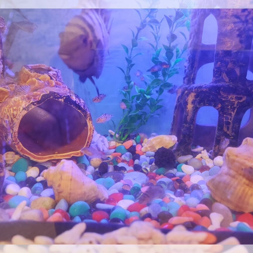 Отдам рыбки, цихлиды