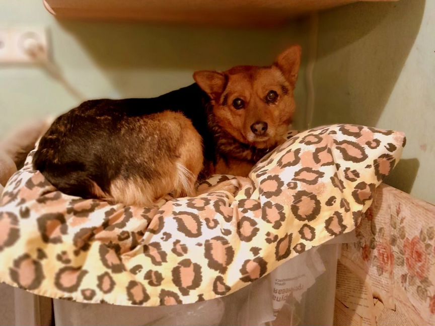 Маленькая ласковая собака ищет дом/передержку