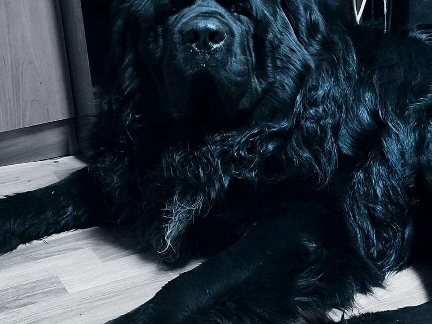 Ньюфаундленд