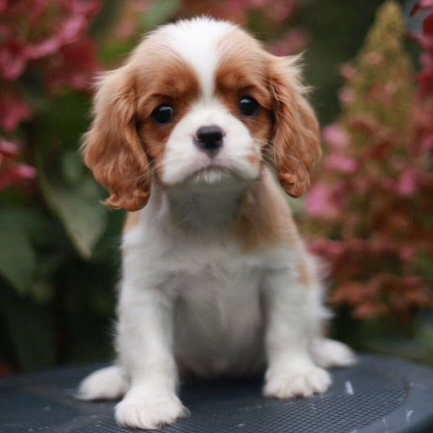 Малышка кавалер кинг чарльз спаниель