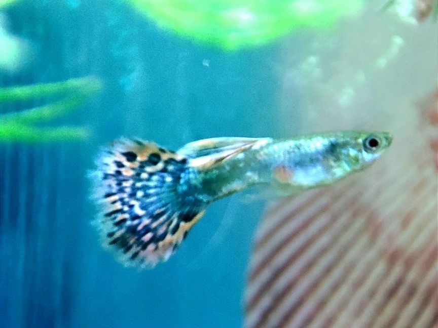 Гуппи Голубое Кружево (взрослые)