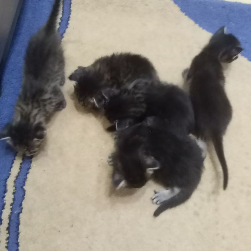 Мейн-кун котёнок