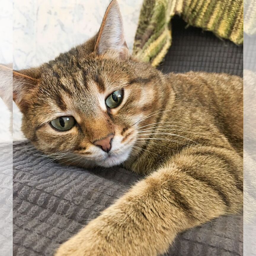 Хорошая девочка Дуся