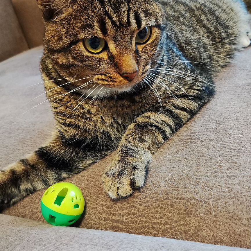 Кот в добрые руки