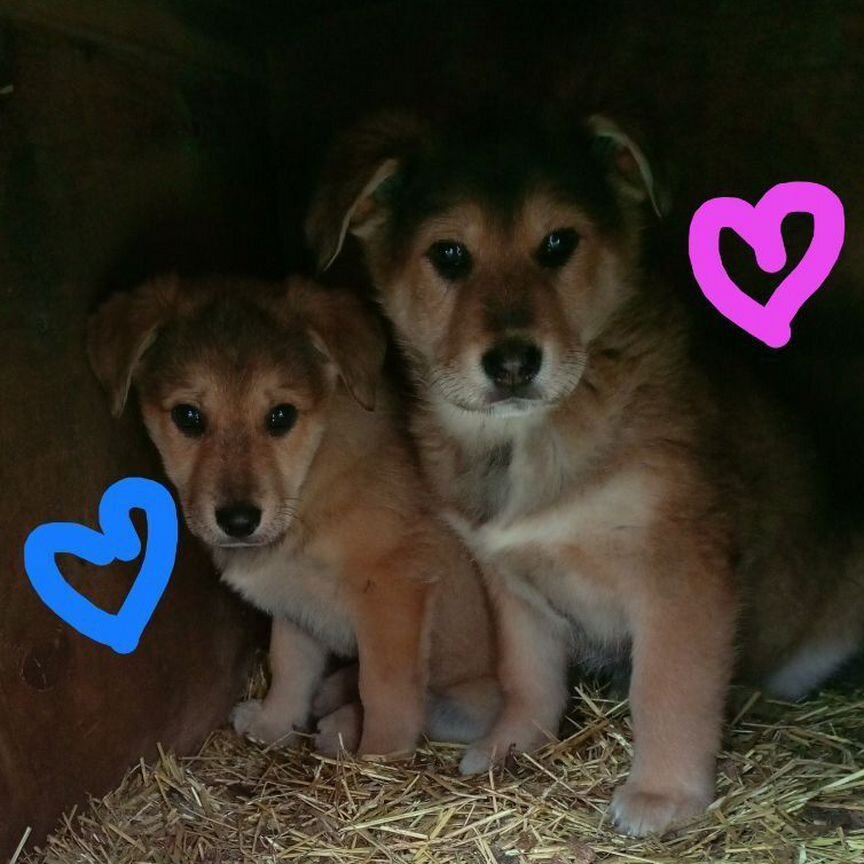 Щенок в добрые руки