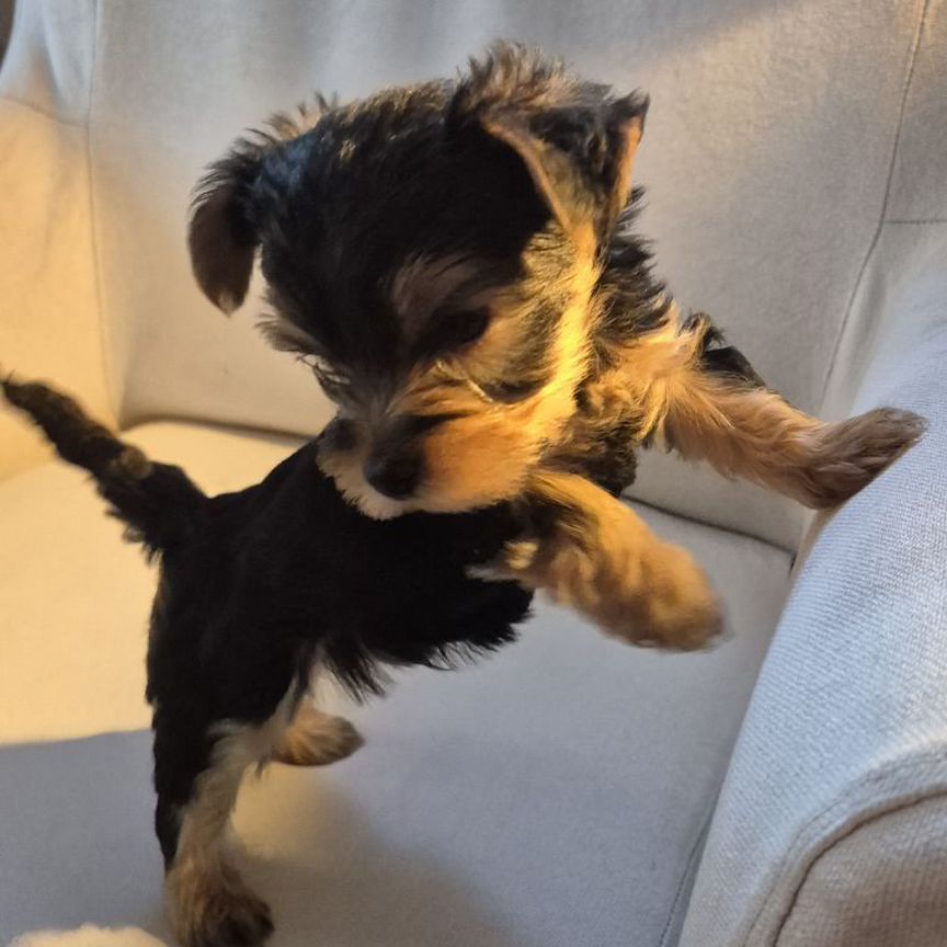 Йоркширский терьер, щенок