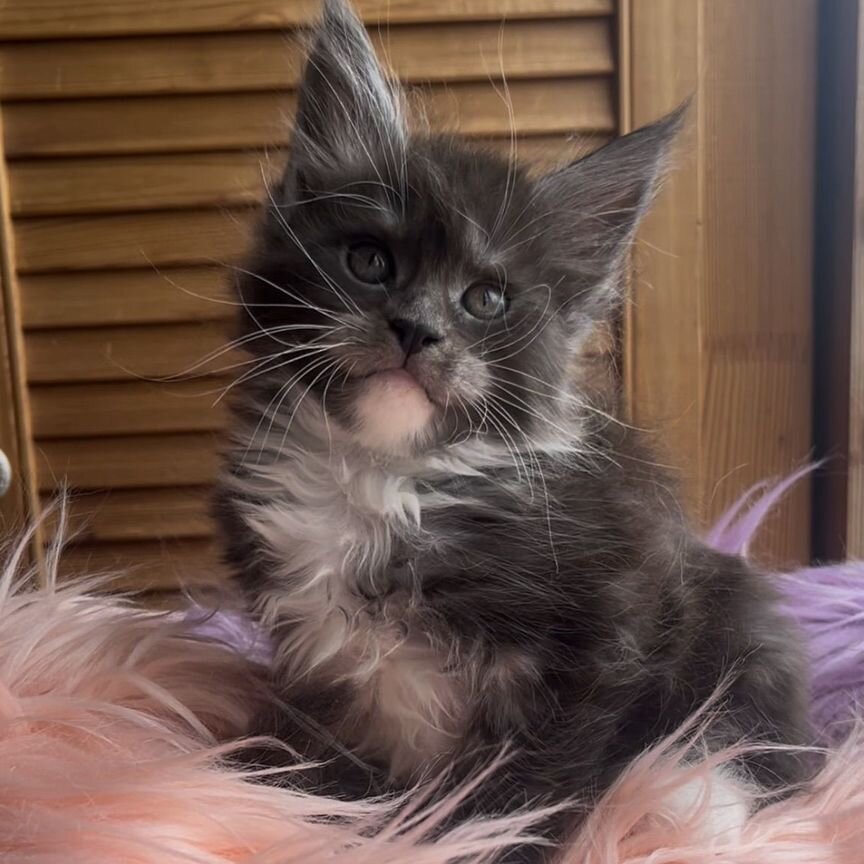 Мейн-кун котёнок