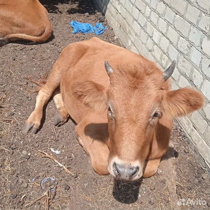 Айширская корова