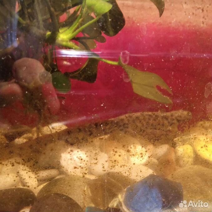 Тритон с аквариумом