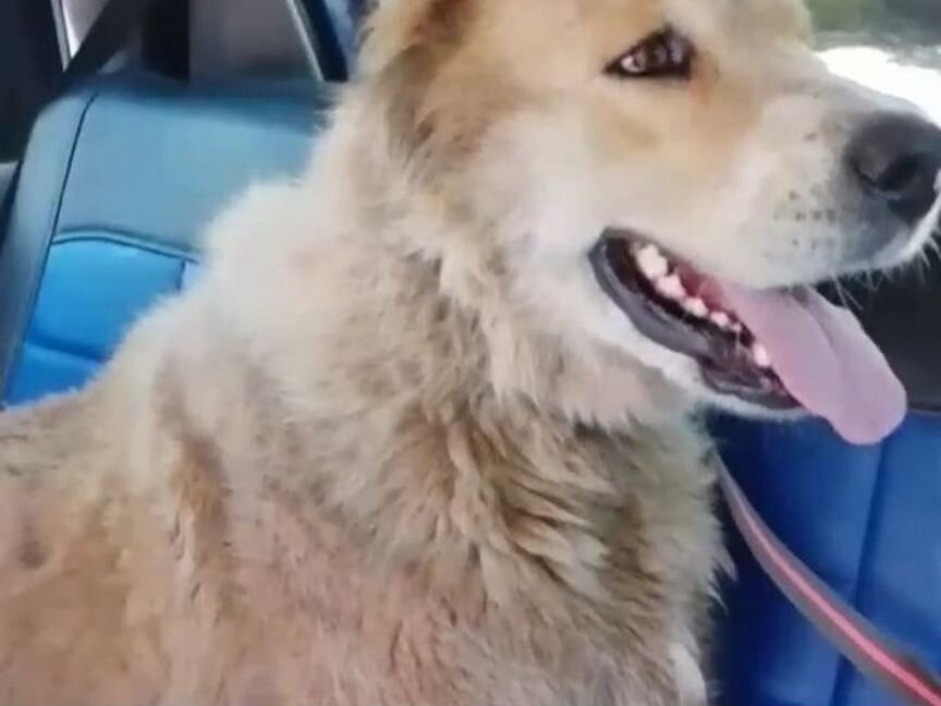 Сао молодая девочка