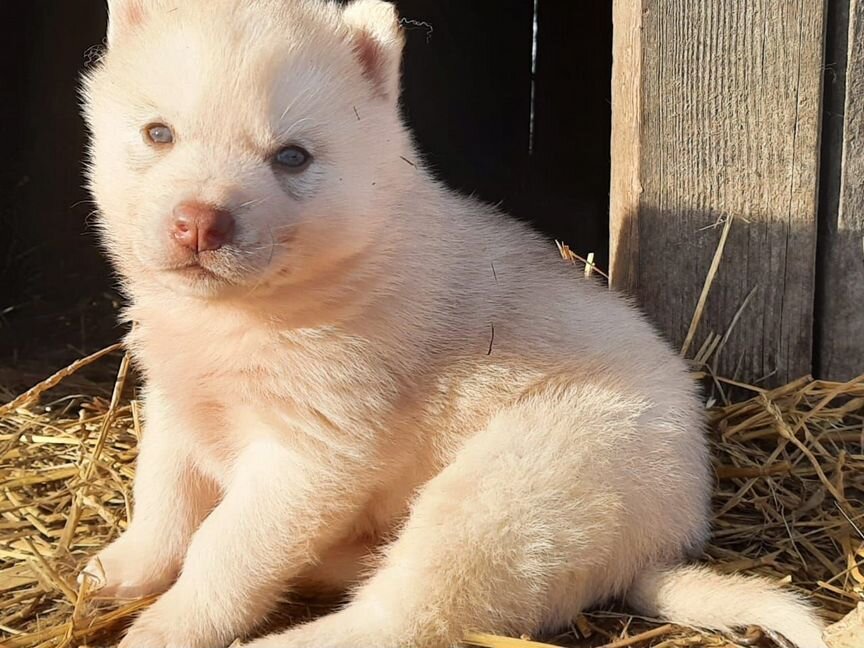 Сибирский хаски мальчик