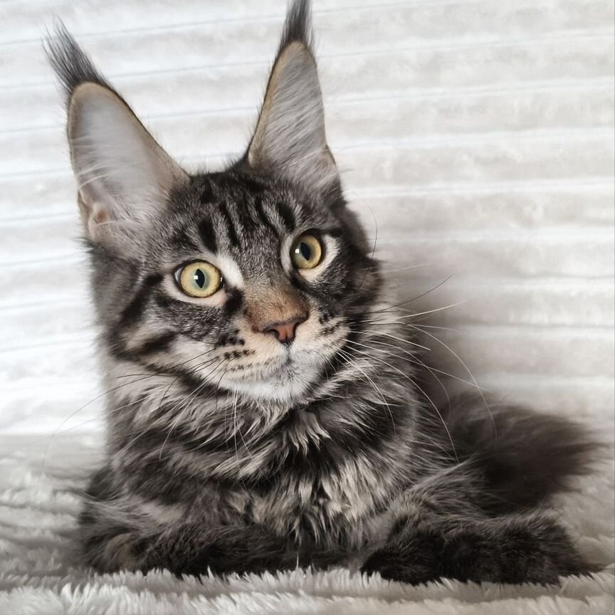 Мейн-кун котёнок