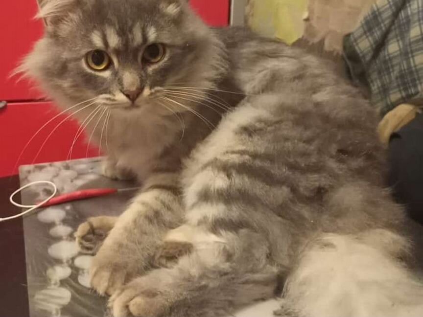 Нужен дом котику